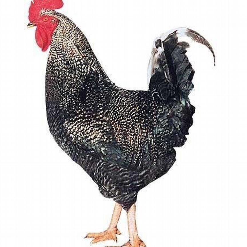 Петух