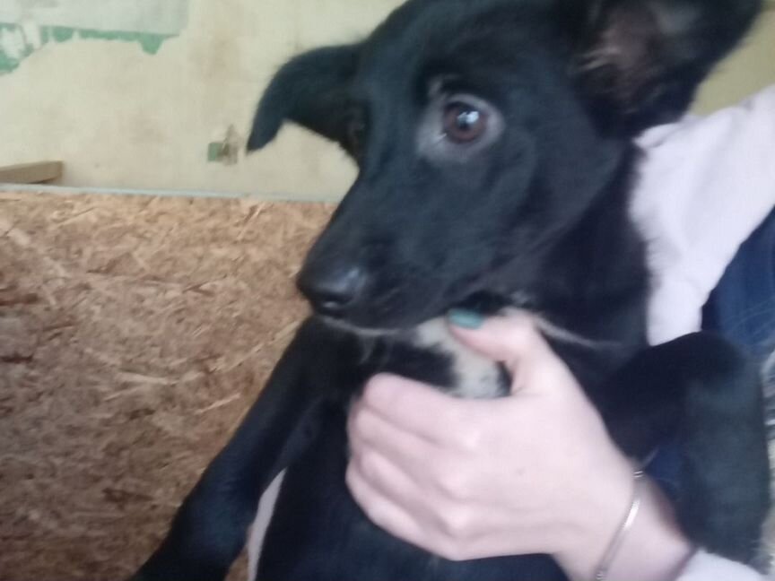 Щеночек девочка 1 месяц