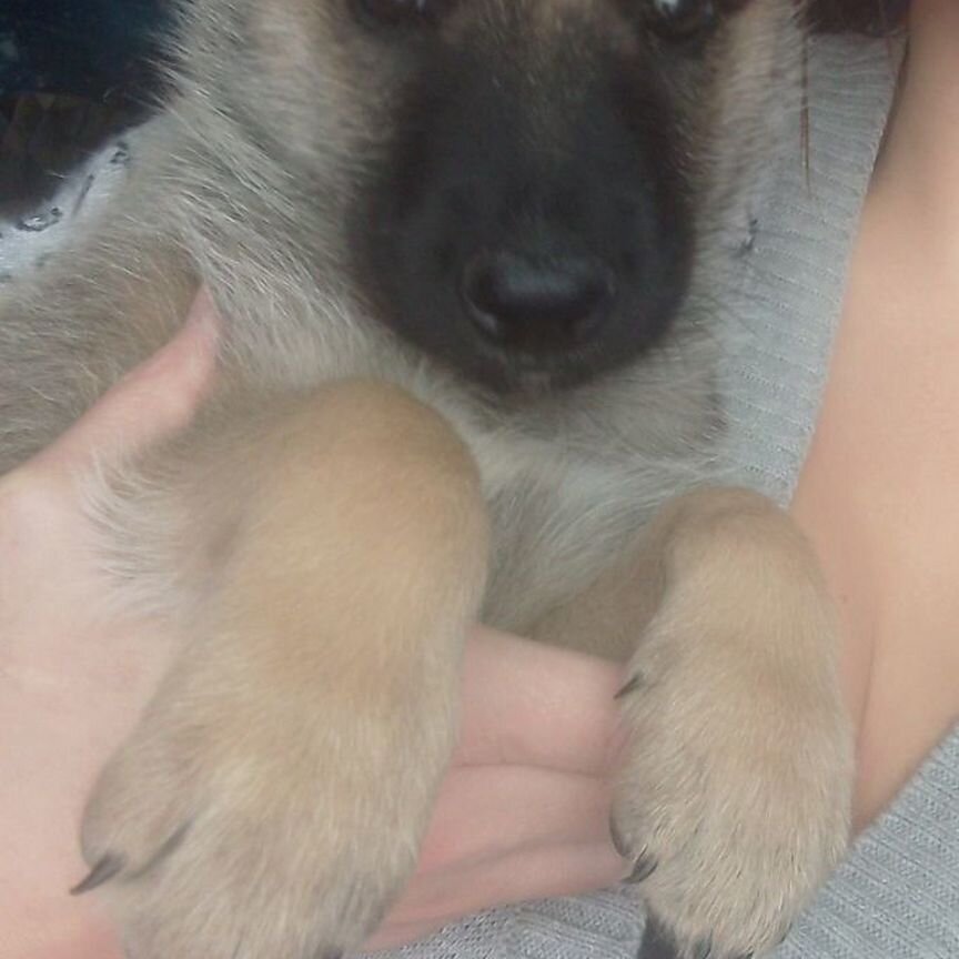 Щенок вео Зонарно-палевый