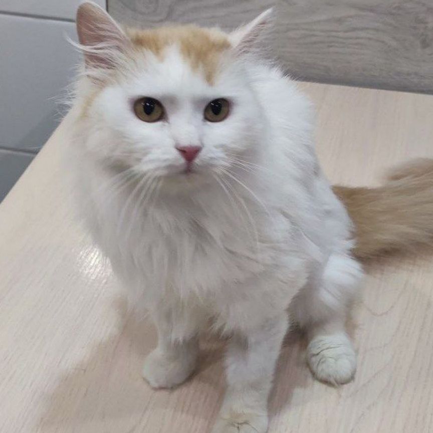 Взрослая кошка в добрые руки