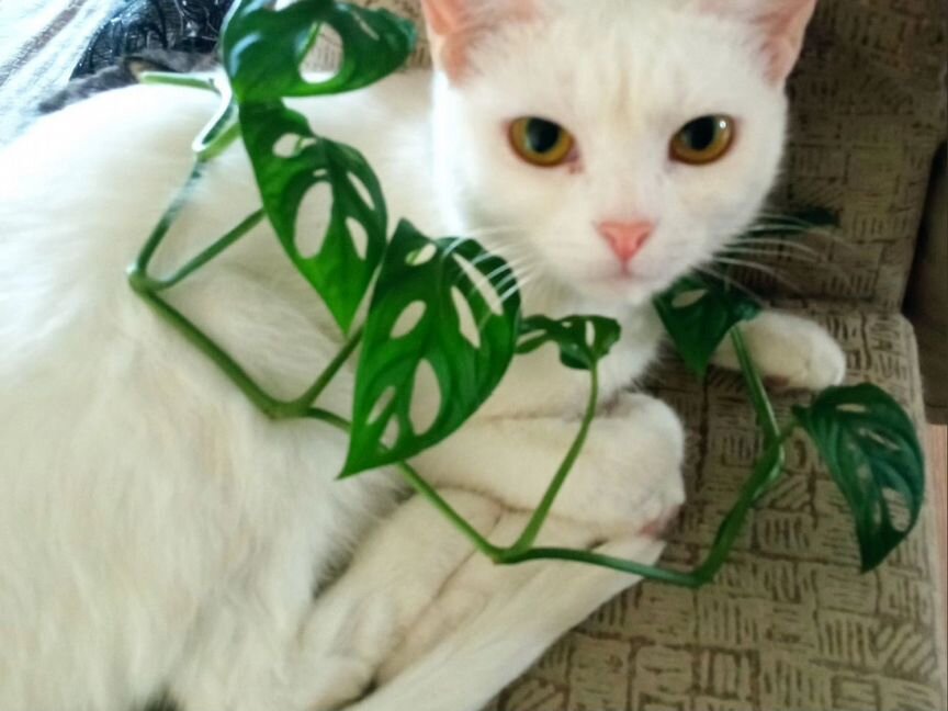 Кошка