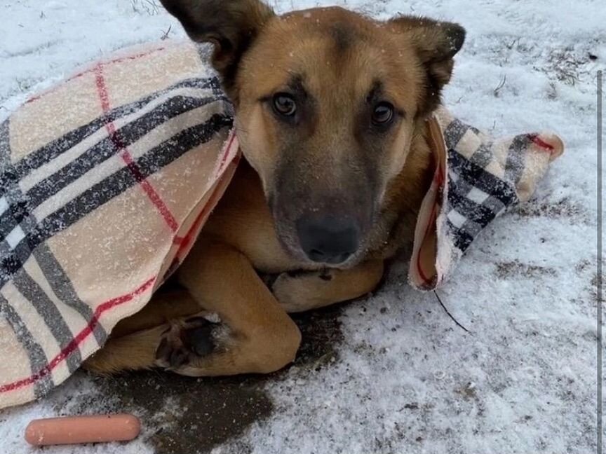 Найдена собака, в сугробе, пес очень истощен