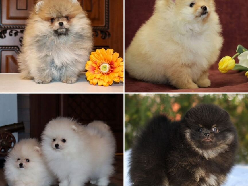 Щенки померанского шпица