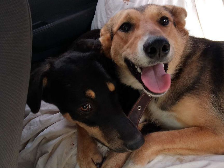 Собака в добрые руки