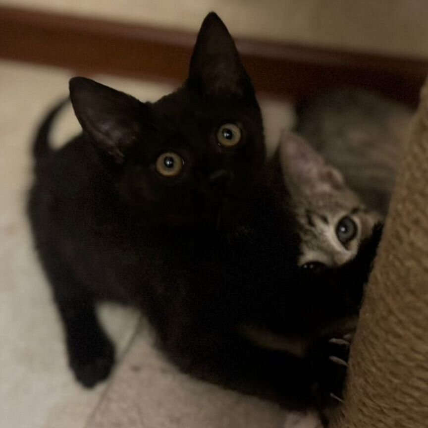 Черный котенок
