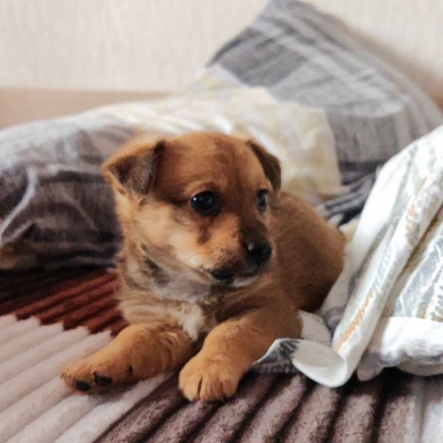 Той-терьер щенки