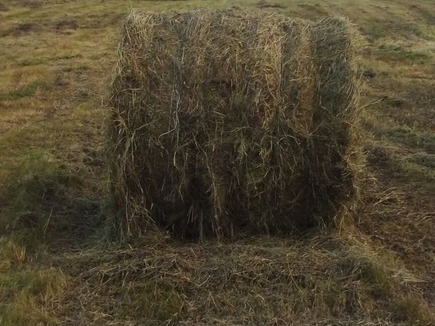 Сено в рулонах