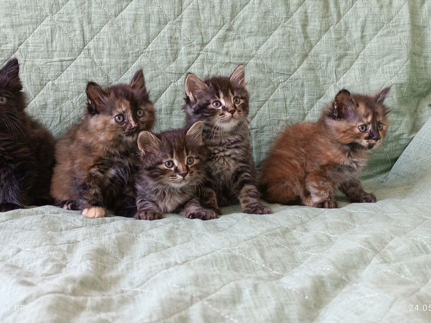 Котята породы Курильский бобтейл