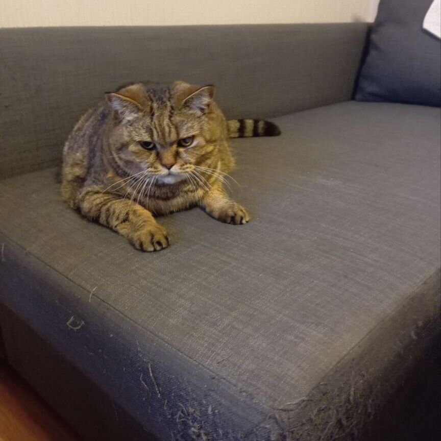 Кот в добрые руки