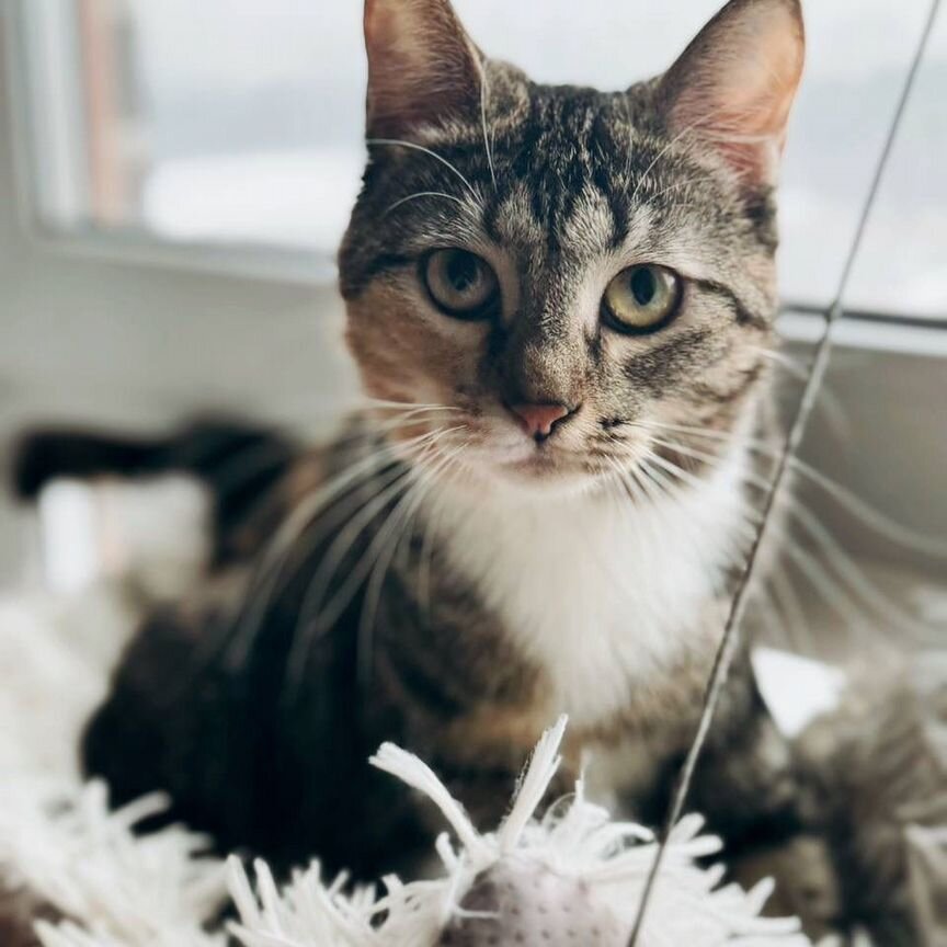 Привлекательная Тирамису ищет дом