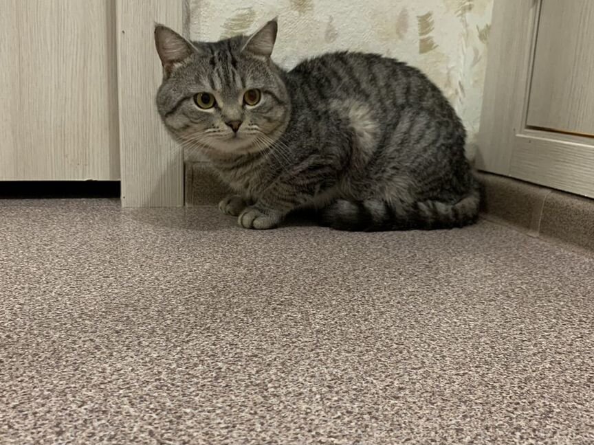 Коты в добрые руки