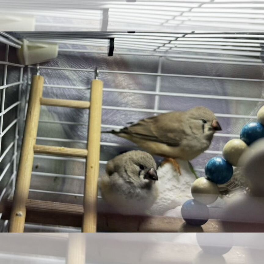 Зебровые амадины