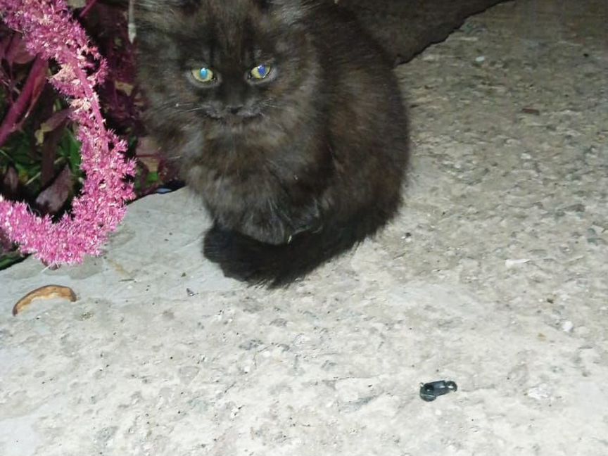 Кошка