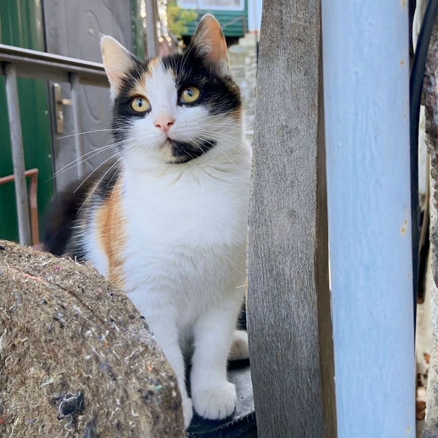 Котенок (девочка, трехцветная, крысоловка)