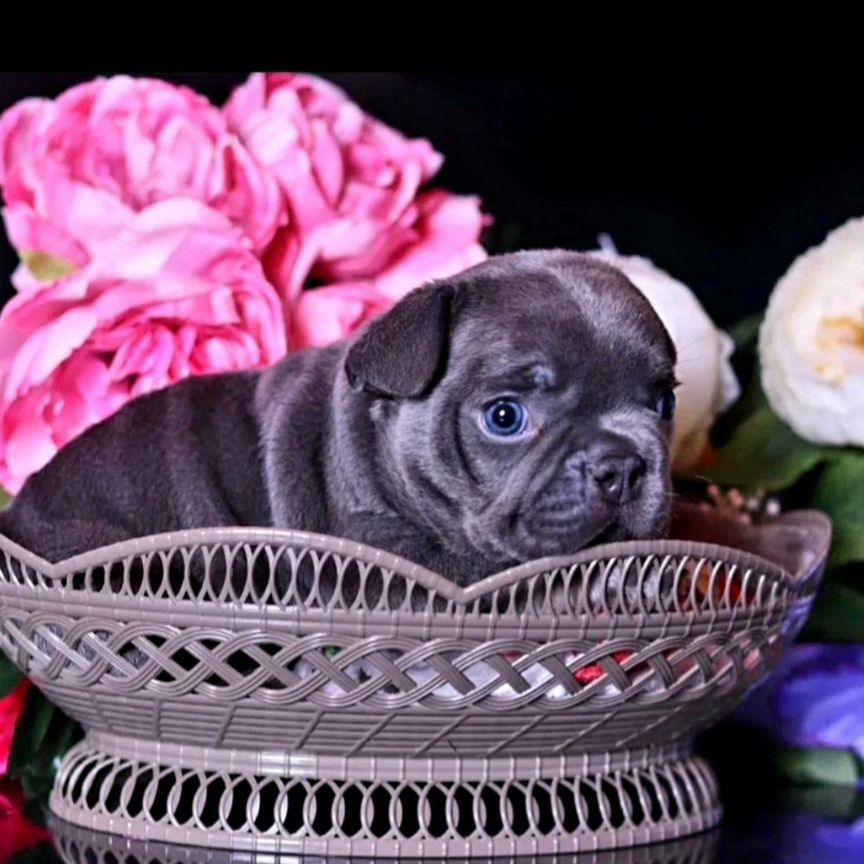 Французский шарм