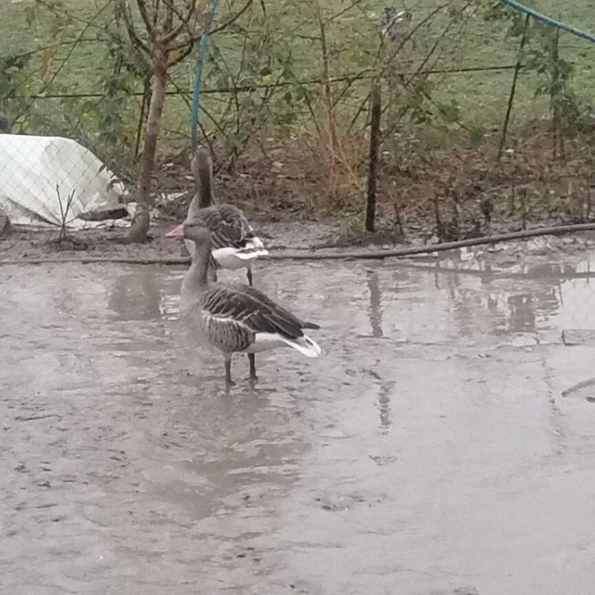 Гуси