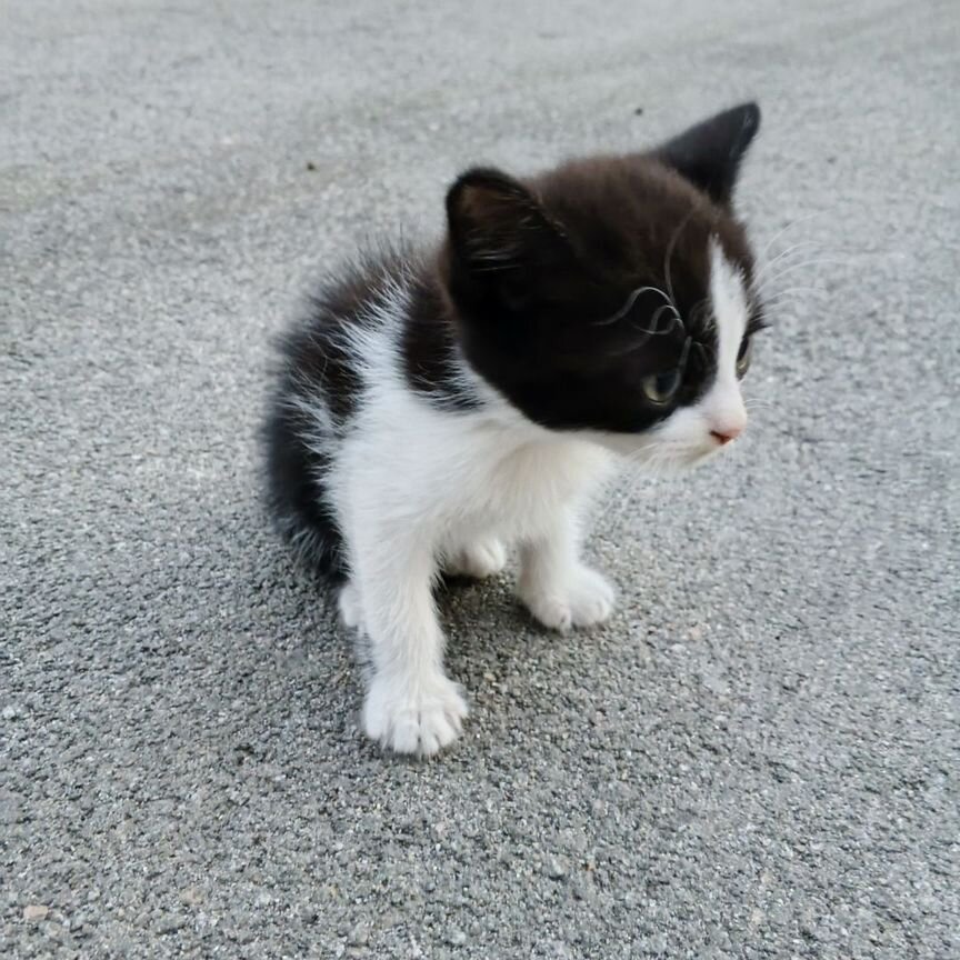 Кот в добрые руки