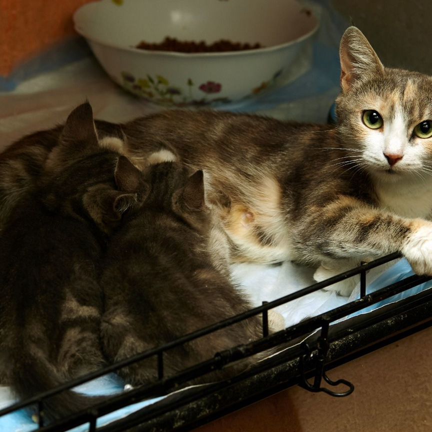 Кошечка Маня ищет семью