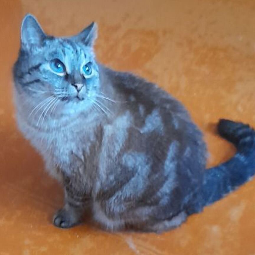 Отдам в хорошие руки доброго,ласкового котика