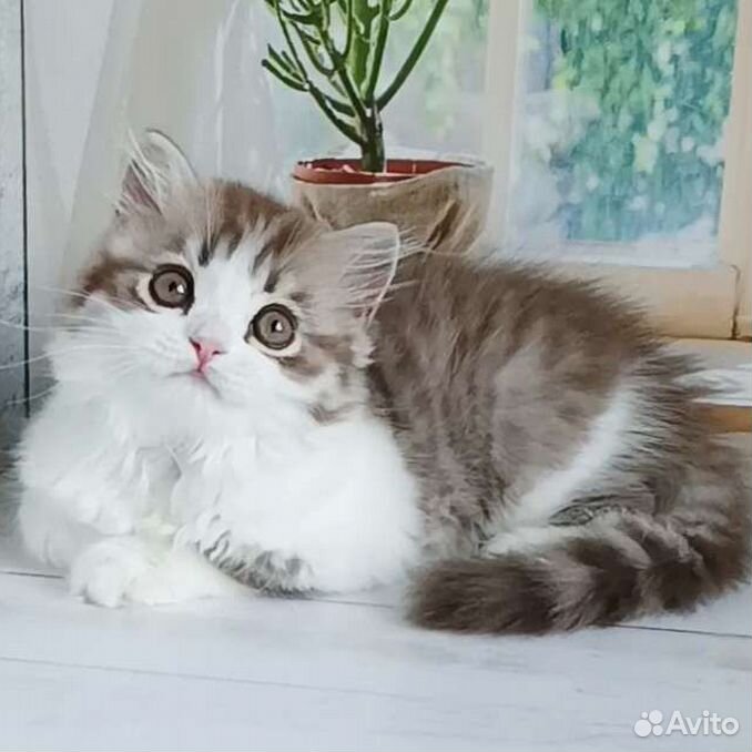 Шотландский котенок Граф