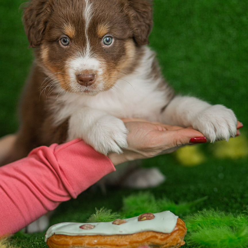 Щенки аусси
