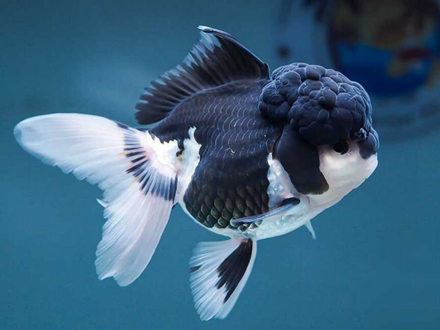 Золотая рыбка оранда