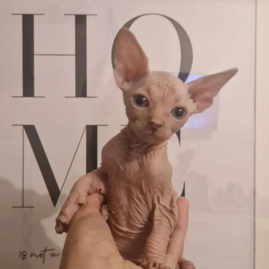 Канадский сфинкс котёнок