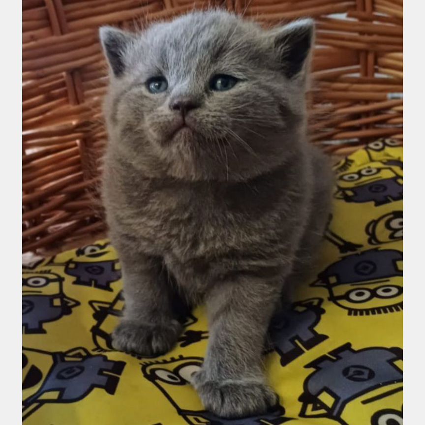 Шотландские вислоухие котята