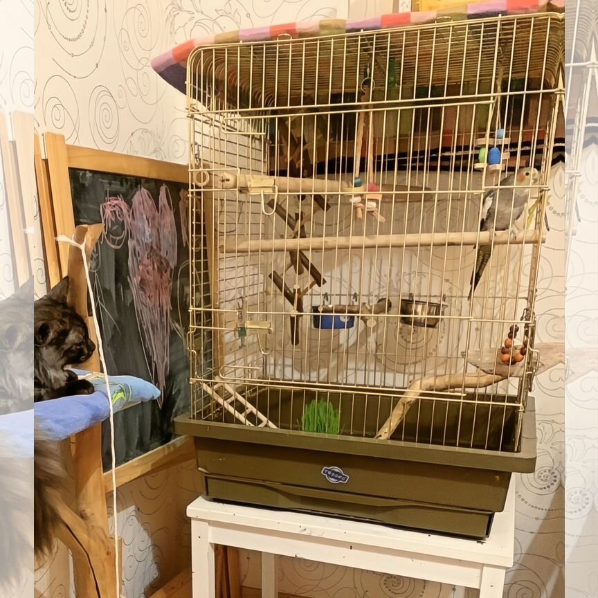 Клетка для среднего попугая