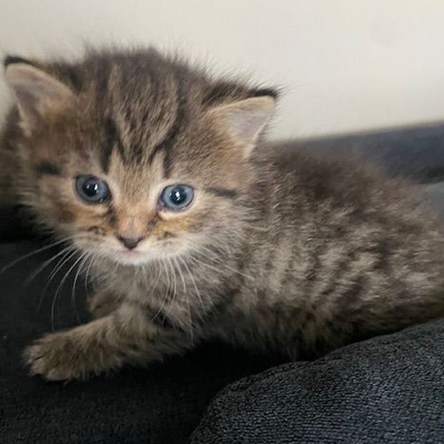 Шотландский прямоухий короткошёрстный котёнок