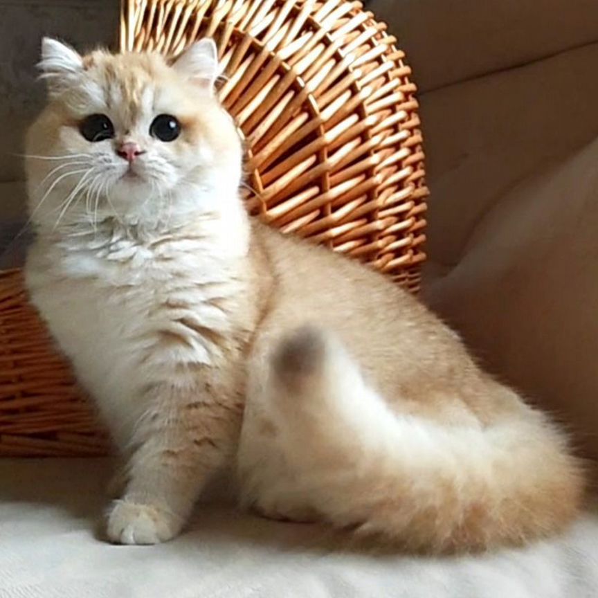 Британский короткошёрстный котёнок