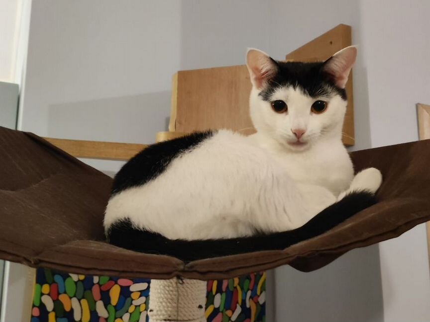 Кошка ищет семью