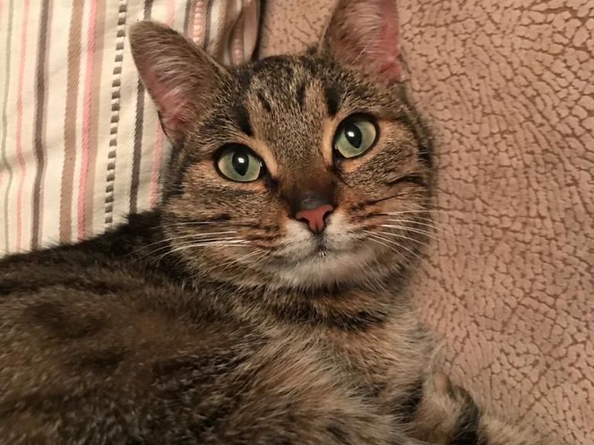 Кошечка Зоя