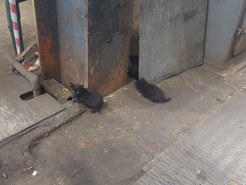 Отдам котят в добрые руки
