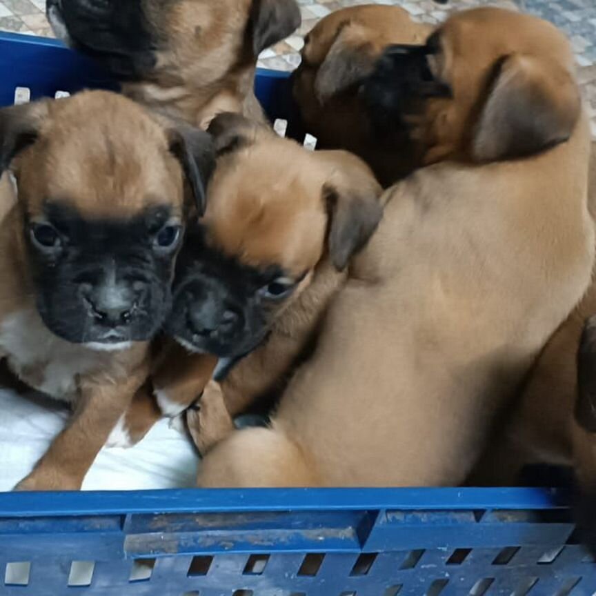 Щенки Немецкого боксера