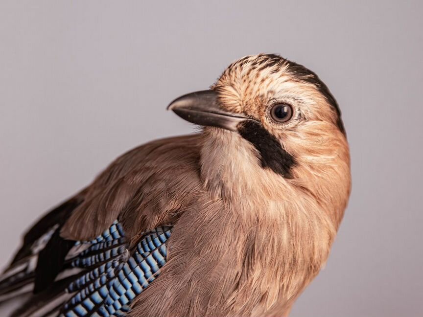 Сойка, почти ручная