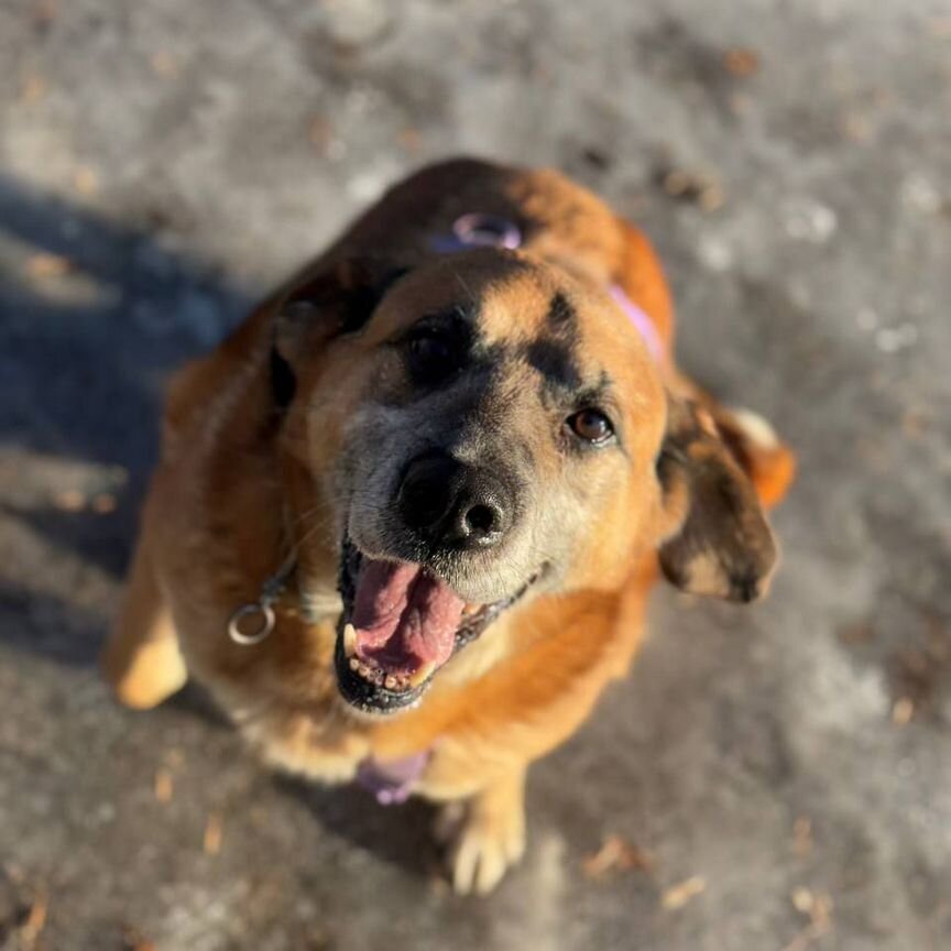 Веселый рыжик Чесс. Пес с характером из приюта