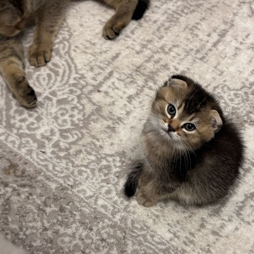 Шотландский вислоухий короткошёрстный котёнок