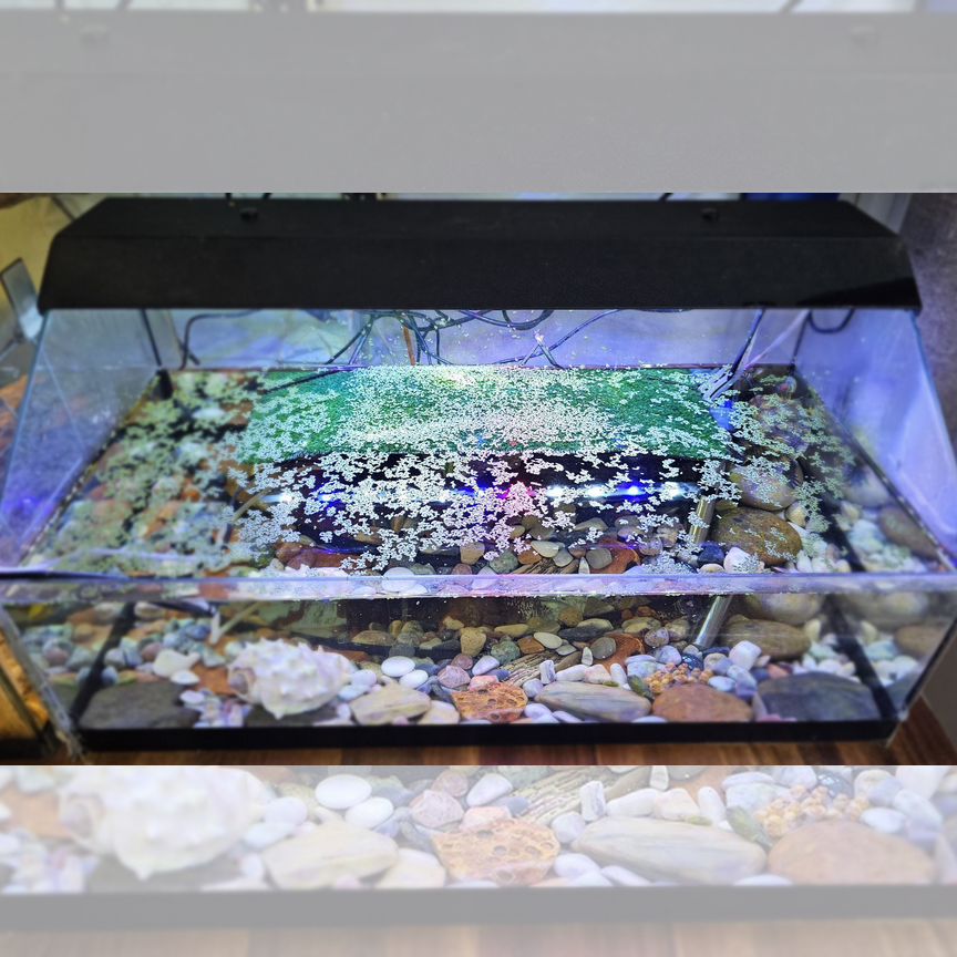 Аквариум-черепашатник с бонусами