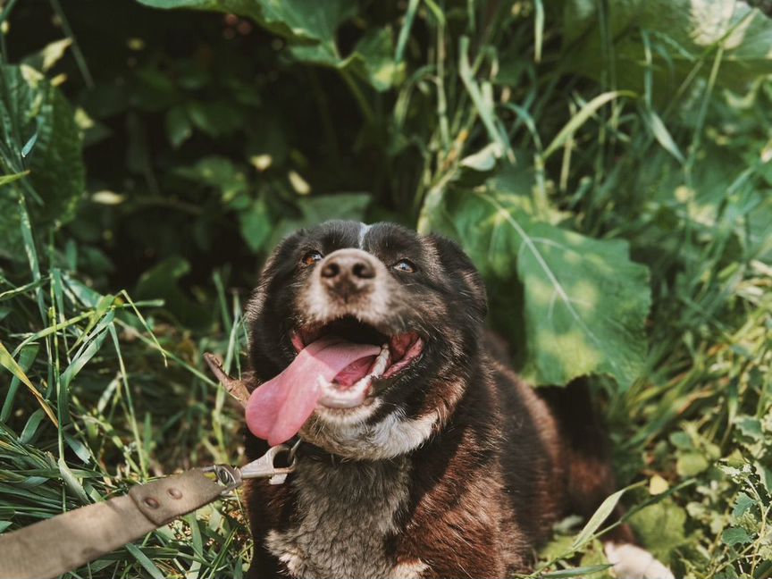 Плюша ищет дом