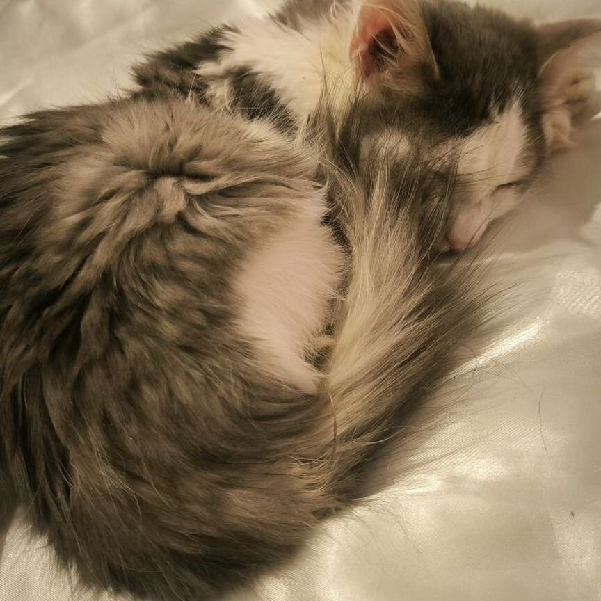 Котёнок в дар