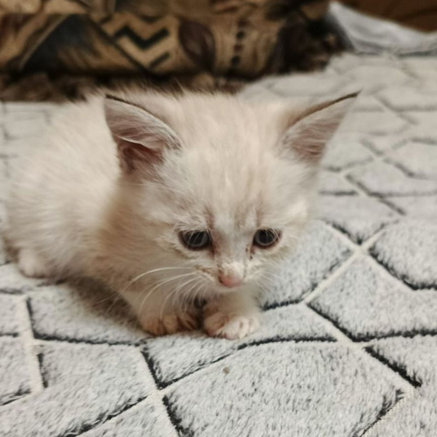 Котенок бесплатно