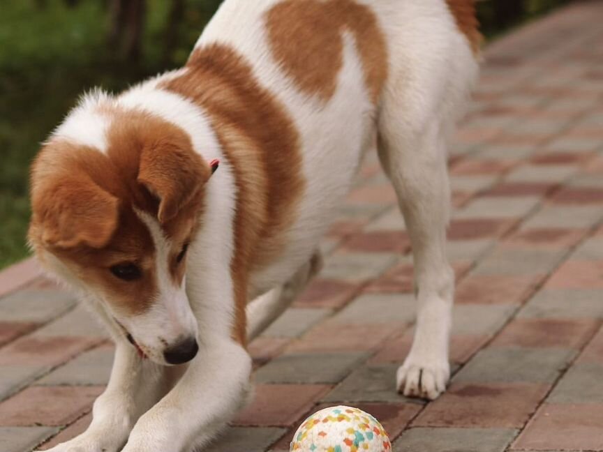 Собака в добрые руки отдам бесплатно