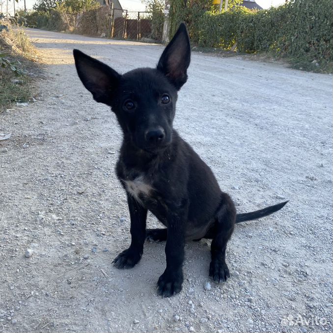 Щенки ищут возможность кйти из опасного места