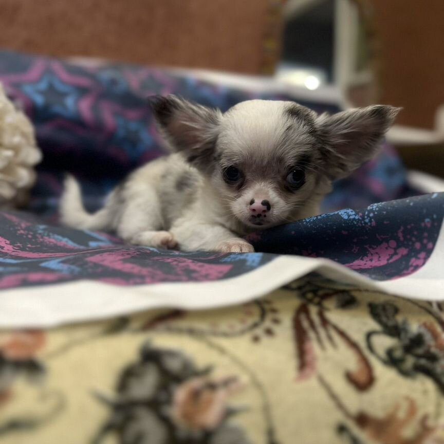 Чихуахуа мальчик