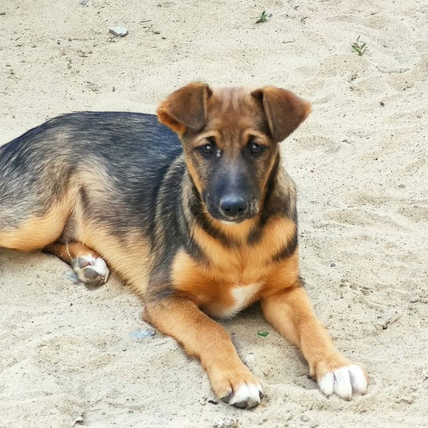 Отдам в добрые руки