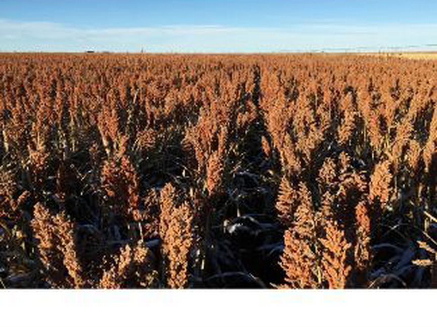 Сорго зерновое красное