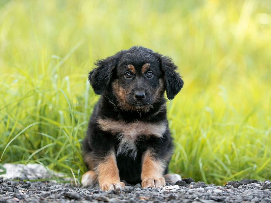 Щенок девочка