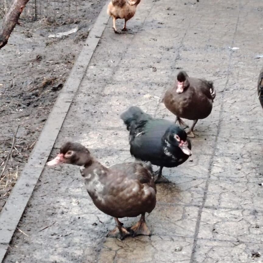 Мускусные утки