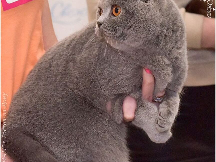 Британская голубая